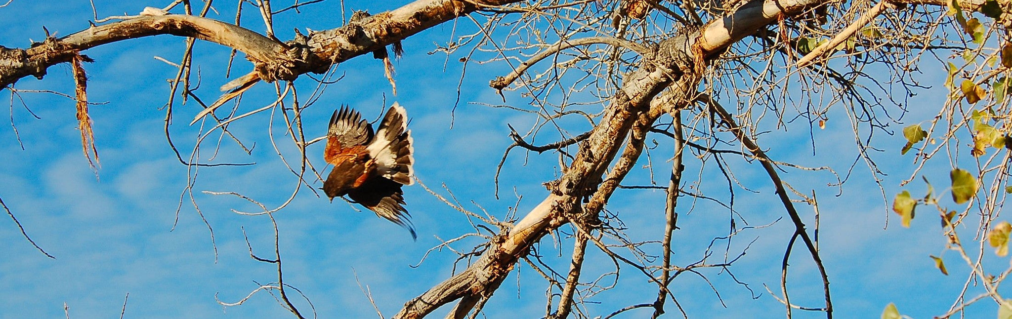 Harris Hawk The Attack Launch – Stuart Arnett - Wildlife Conservation ...