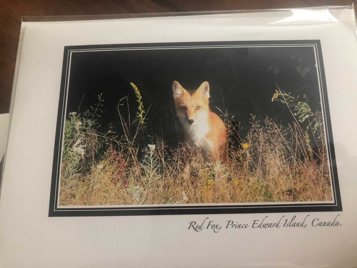 Wildlife Greeting Card Set – Stuart Arnett - Wildlife Conservation Artist