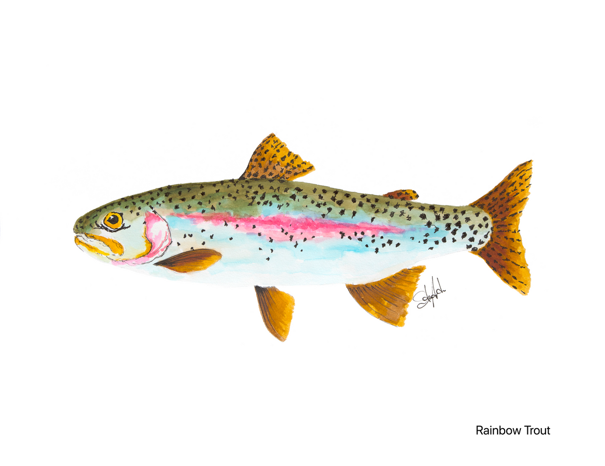 Trout - Rainbow, Brown, Brook, Western Cutthroat & Bull – Stuart Arnett ...